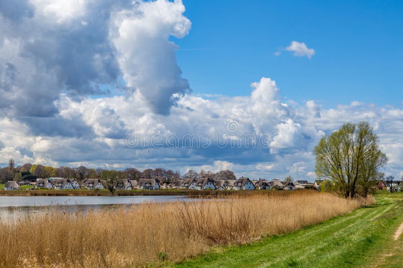 Landscape with Small Creek and Reed Grass at the Backwater Area in ...