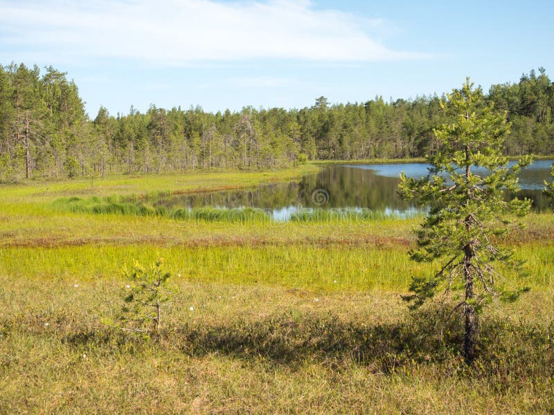Small Lake and a Swamp in the Forest Stock Photo - Image of tree, blue ...