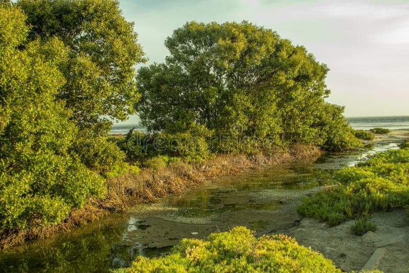Mangroves Tree Small River in the Middle of the Forest. Stock Image ...