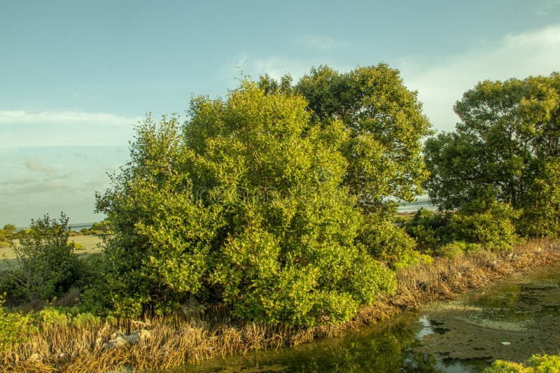 Mangroves Tree Small River in the Middle of the Forest. Stock Photo ...