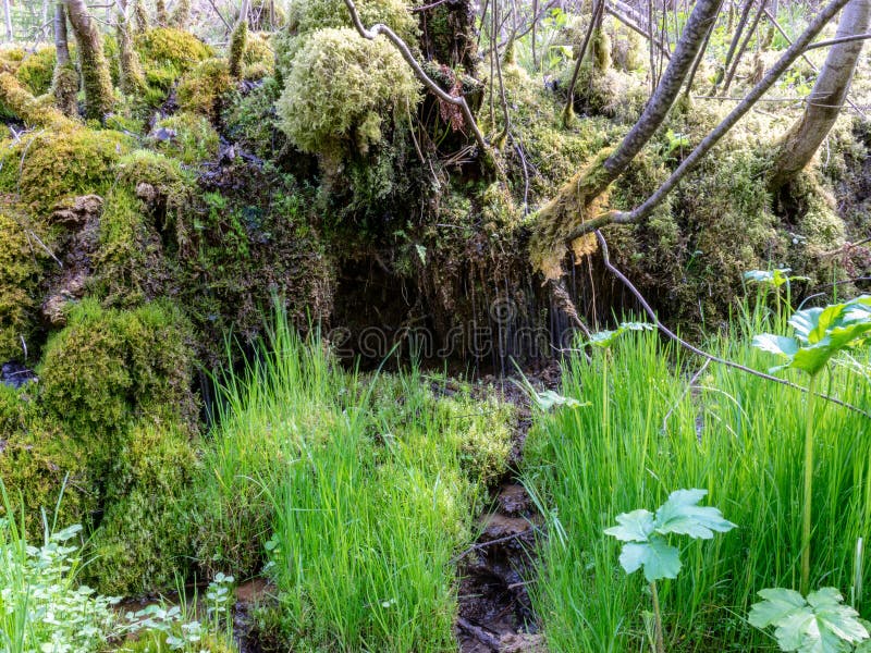 Landscape from a Small River, a Lot of Bright Grass on the Bank ...