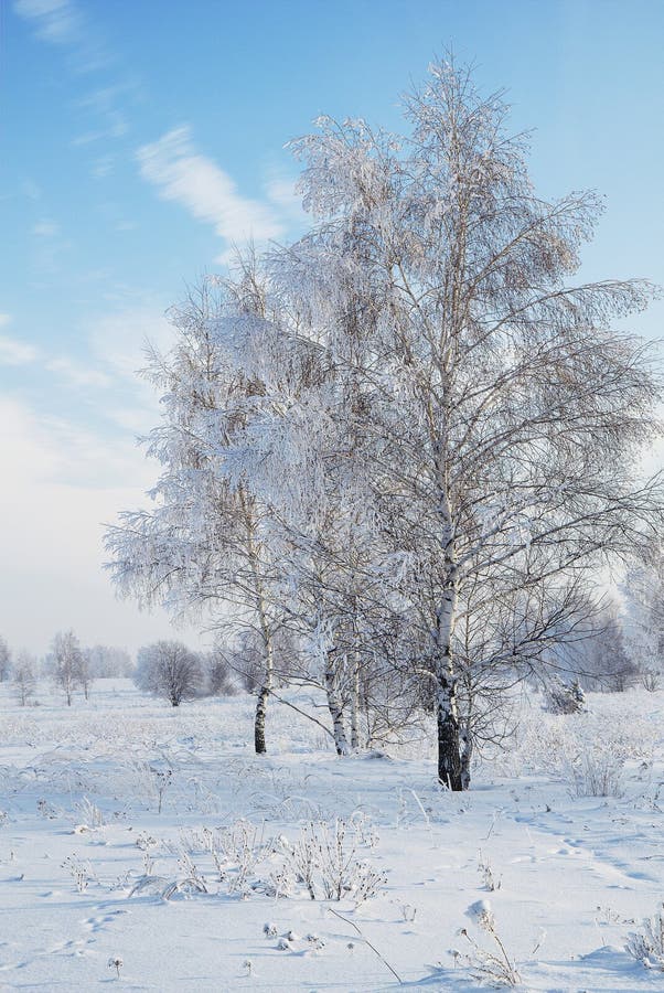 Tree in Snow Against Blue Sky. Winter Scene. Stock Photo - Image of ...