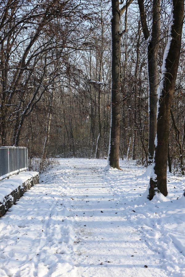 Snow Covered Ground with Bare Trees in the Forest Stock Photo - Image ...