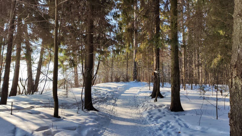 Landscape with Snow Forest and Sun in Winter or Early Spring Day Stock ...