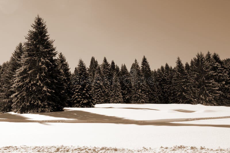 Landscape with Snow and Trees in Winter Stock Photo - Image of hill ...