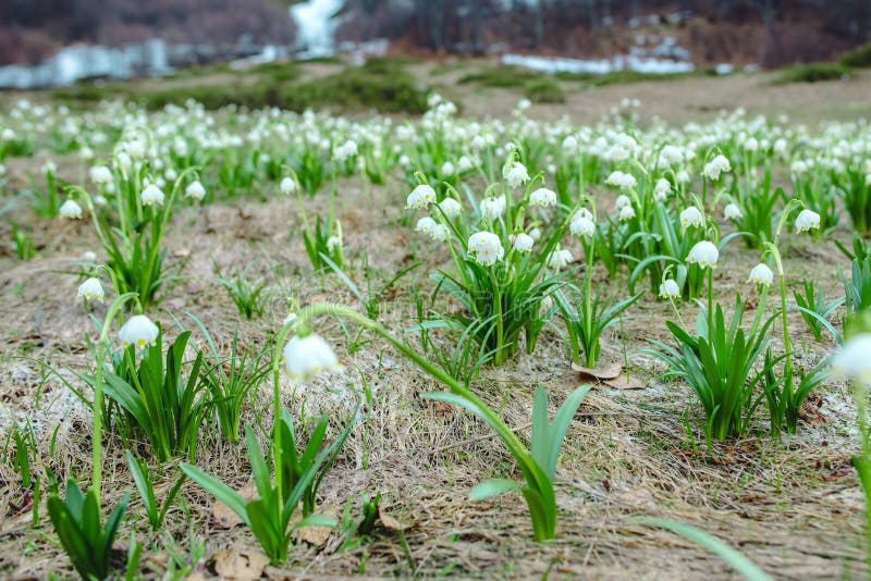 Landscape of Snowdrops Field in Spring Stock Image - Image of ...