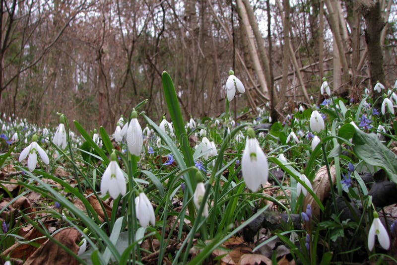 Flowering Snowdrops in the Woods Stock Photo - Image of snowdrop ...
