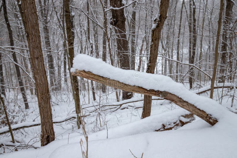 Landscape with Snowy Forest in Michigan Tree Covered by Snow Stock ...