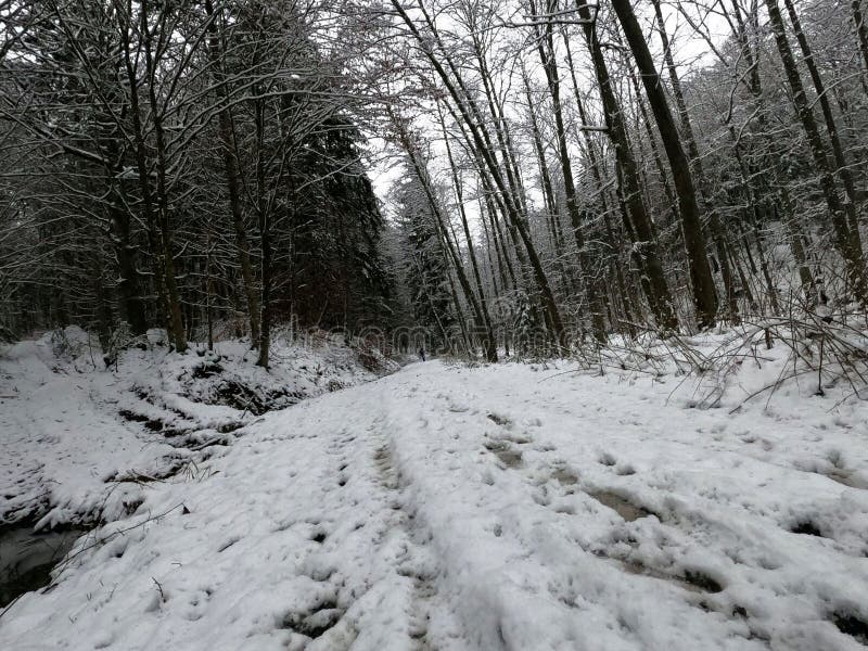 Landscape of a Snowy Forest with Weathered Trees Stock Image - Image of ...