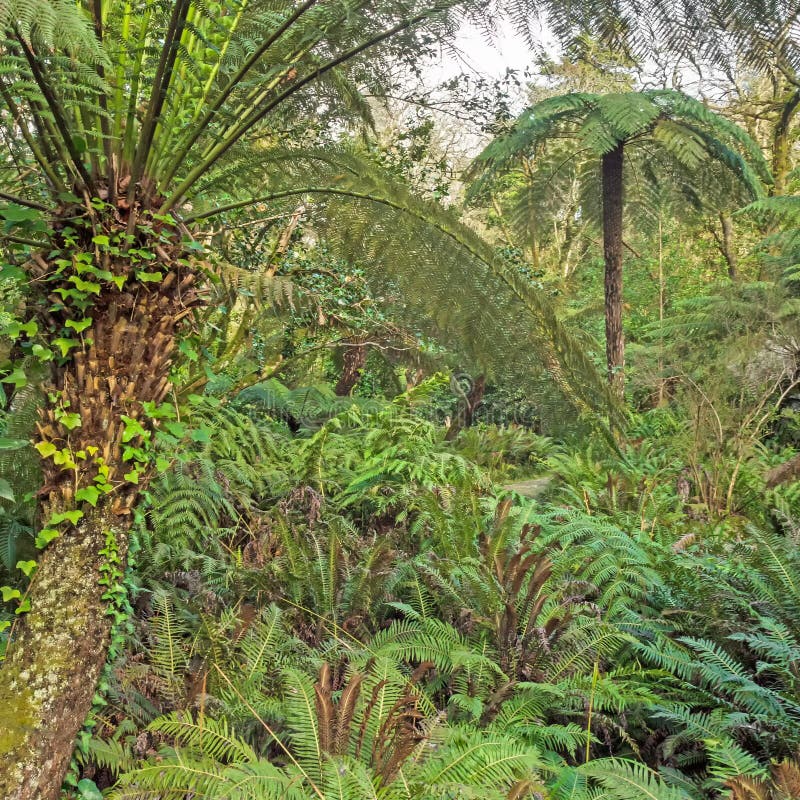 Landscape with Soft Tree Fern Dicksonia Antarctica Stock Image - Image ...