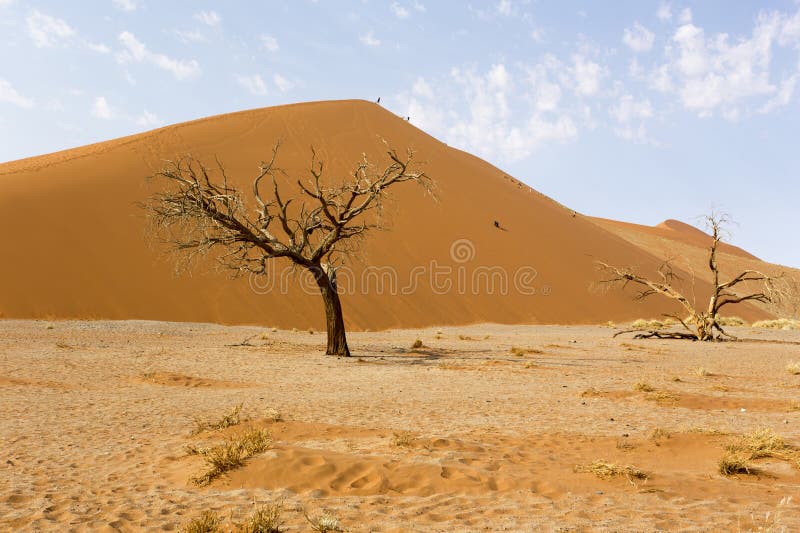 A Landscape of Sossusvlei Red Dune Stock Image - Image of extreme, tree ...