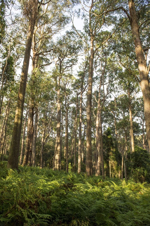 Landscape from Southern Highlands NSW Stock Photo - Image of ...