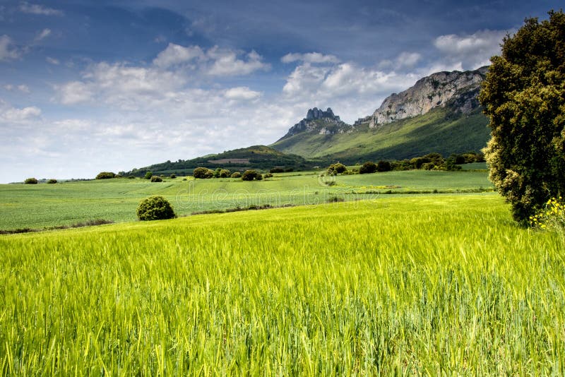 Landscape in spain stock image. Image of vineyard, plant - 110396143