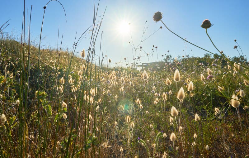 Landscape of Spikey Plants at Sunset Stock Photo - Image of grass ...