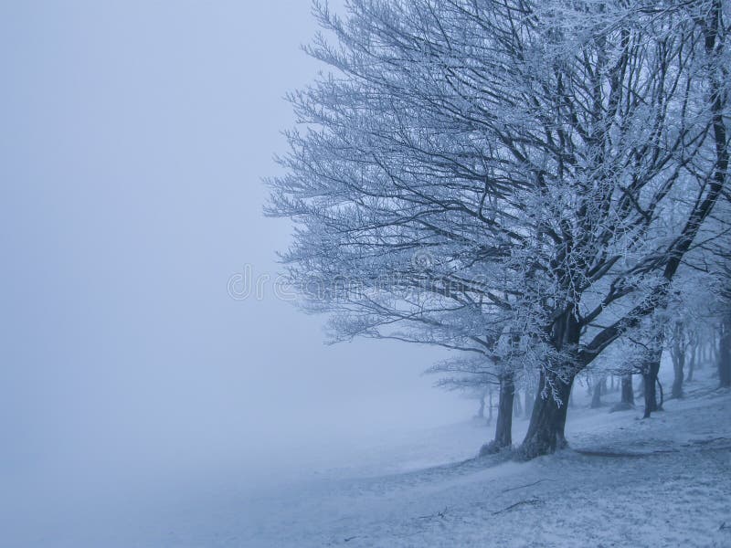 Landscape of Spooky Winter Forest. Stock Photo - Image of spooky, mist ...