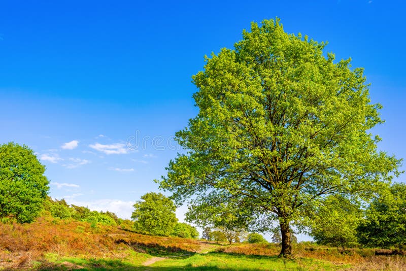 Big oak tree in spring stock photo. Image of nature - 138460746