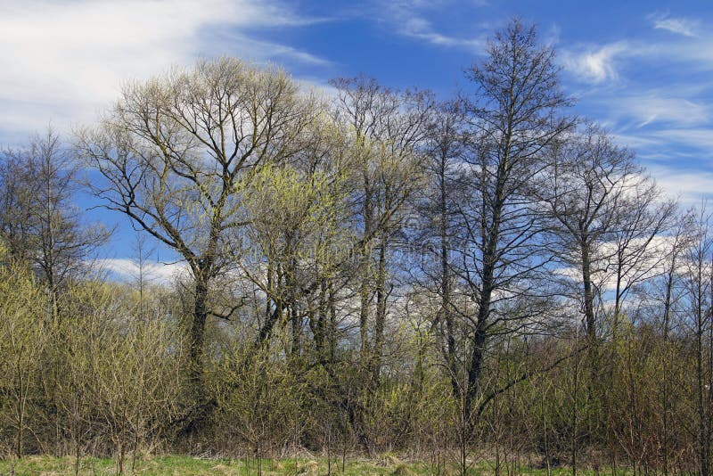 Landscape. Spring. Bright Sky in April. Trees and Shrubs and First ...