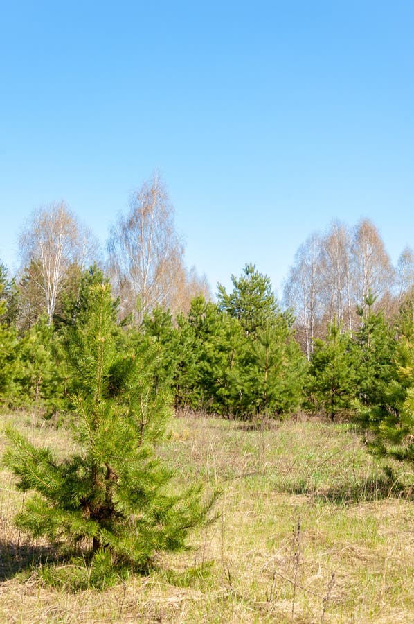 Landscape Spring Forest, Forest Edge. Forest Glade Stock Photo - Image ...