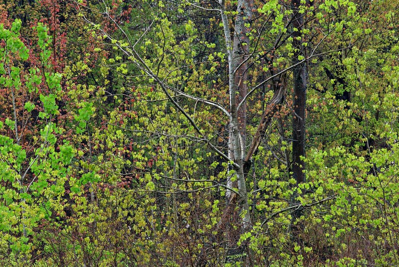 Landscape of Spring Forest stock image. Image of outdoors - 174130461