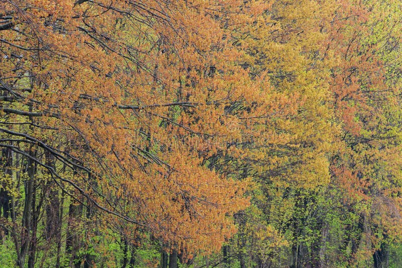 Spring Maple Forest stock image. Image of maples, landscape - 212909795