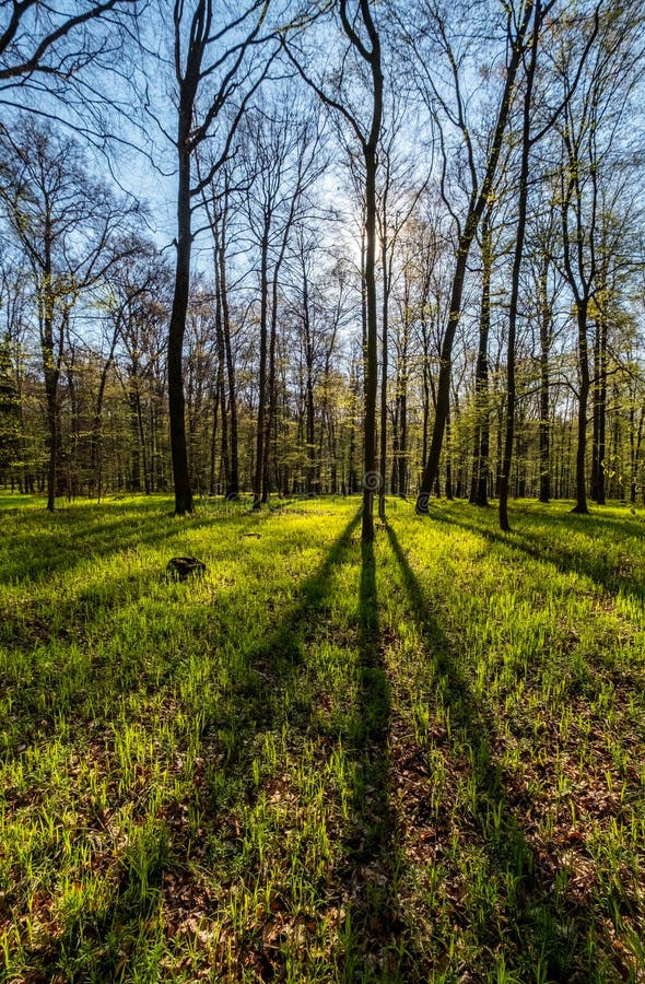 Landscape in Spring Forest with Shadows Stock Image - Image of ...