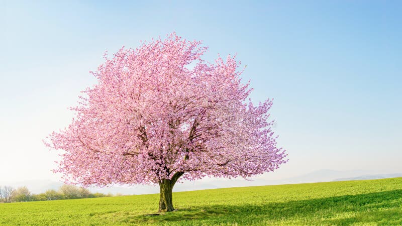 32,066 Sunlight Fruit Spring Stock Photos - Free & Royalty-Free Stock ...