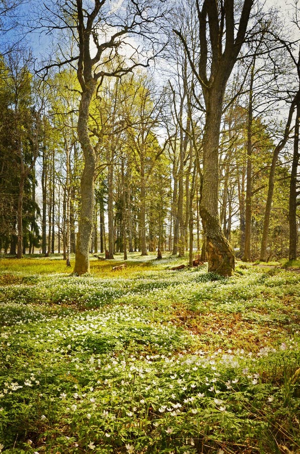 Landscape in Spring. Texture Conceptual Images Stock Image - Image of ...