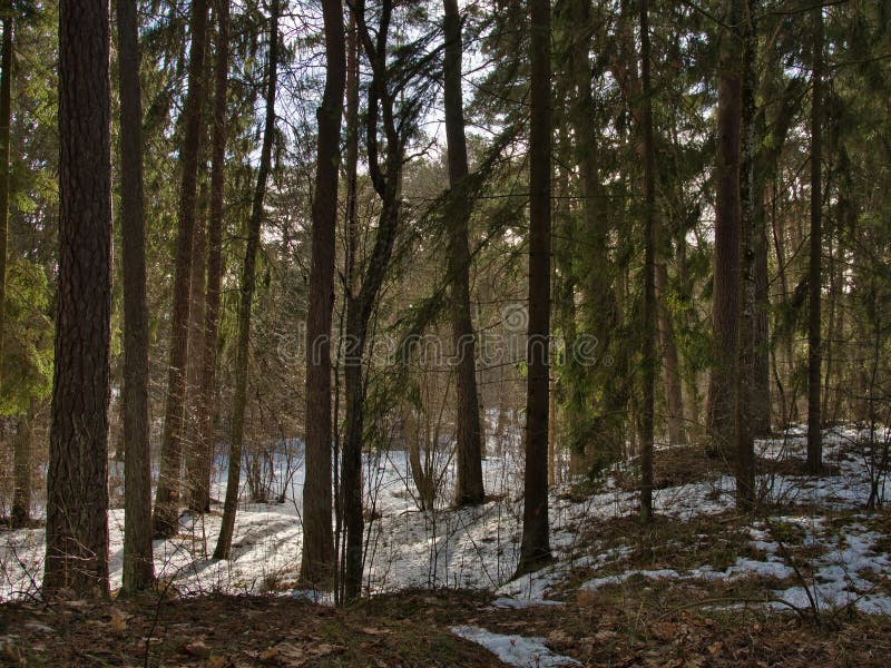 Inside the Spruce Forest in Early Spring. Stock Photo - Image of season ...