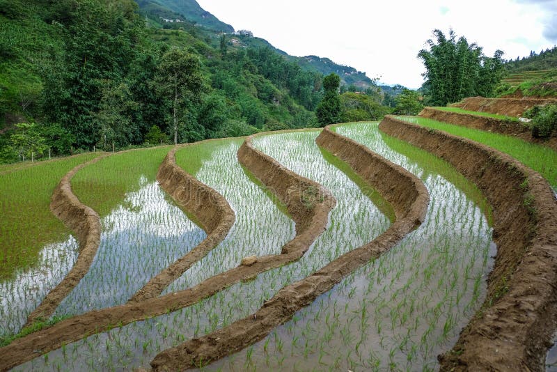 Stair of Rice Field in Countryside of Thailand Stock Image - Image of ...