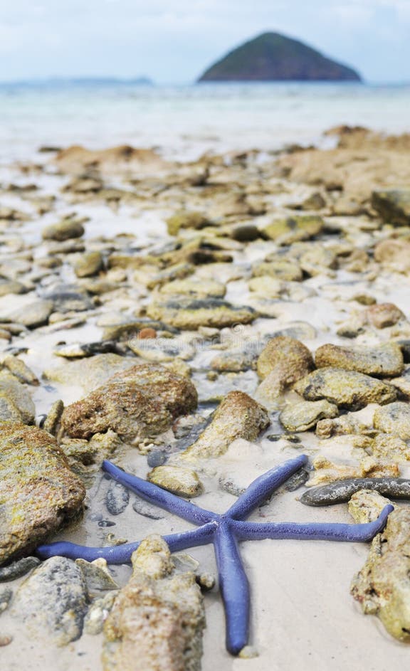 Landscape with starfish stock photo. Image of long, closeup - 40608696