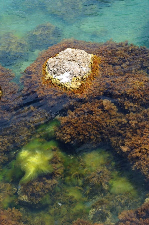 The Landscape of Stone with Moss in the Sea Stock Image - Image of ...