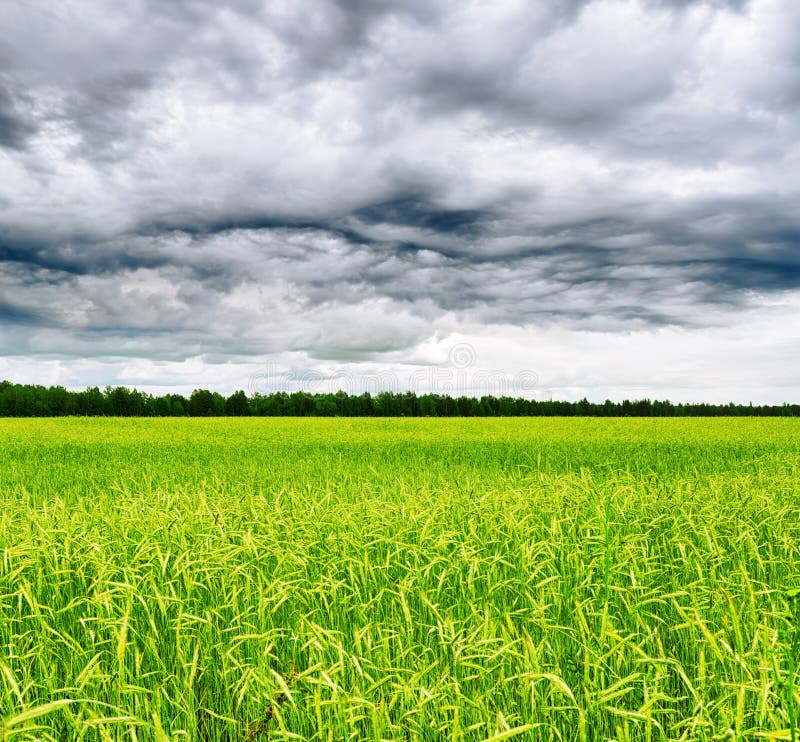 Stormy Sky Over Green Field Stock Image - Image of pasture, natural ...