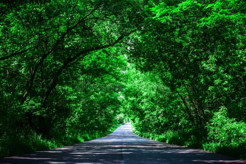 Landscape of Straight Road Under the Trees.Green Tunnel and an Empty ...