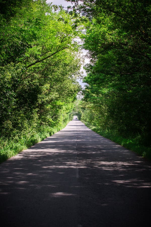 Landscape of Straight Road Under the Trees.Green Tunnel and an Empty ...