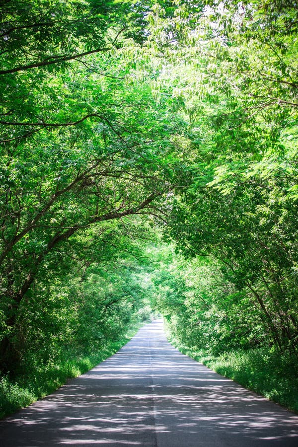 Landscape of Straight Road Under the Trees.Green Tunnel and an Empty ...