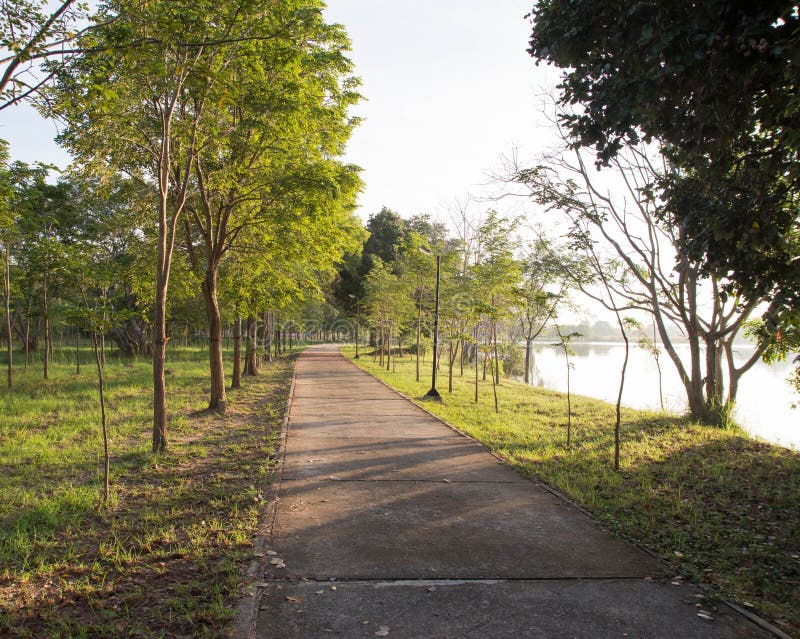 Landscape of Straight Road Under the Trees Road Tree Stock Image ...