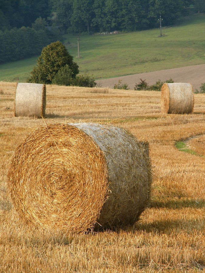Landscape with straw rolls stock photo. Image of field - 22149034
