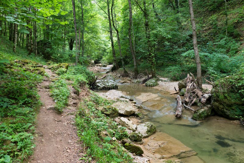 Stream in Forest, Digital Photo Picture As a Background Stock Image ...
