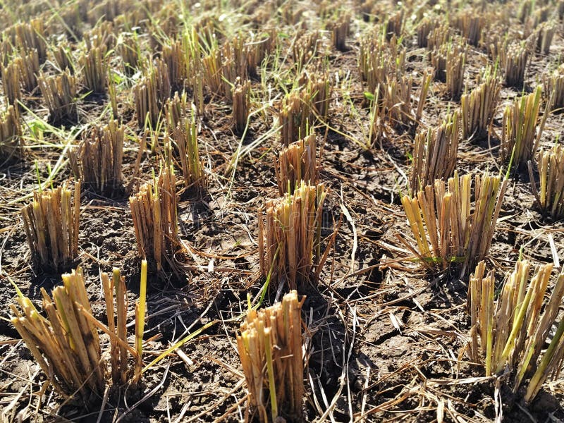 A Landscape of Stubble Remains in the Field after the Harvesting of ...