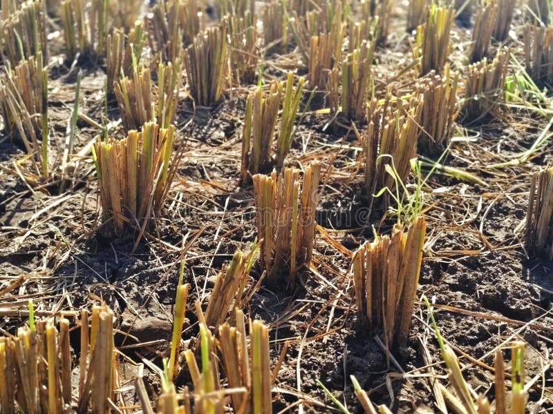 A Landscape of Stubble Remains in the Field after the Harvesting of ...