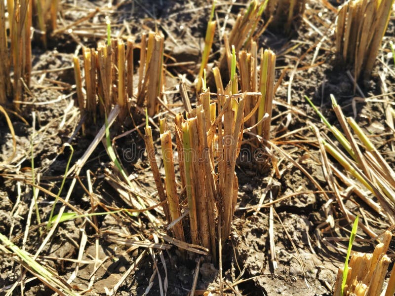 A Landscape of Stubble Remains in the Field after the Harvesting of ...