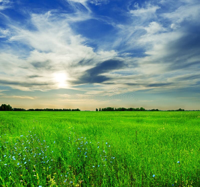 Summer Landscape. Field and Sky Stock Image - Image of landscape ...