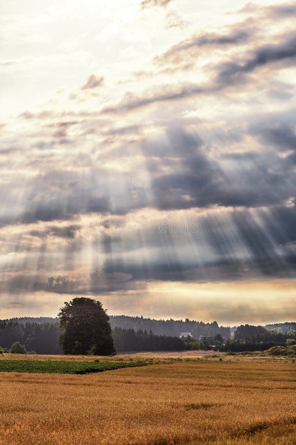 Landscape stock photo. Image of tree, field, rain, landscape - 43538078