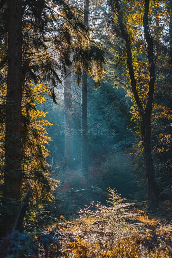 Landscape of the Sun Rays Going through Trees in an Autumnal Forest ...