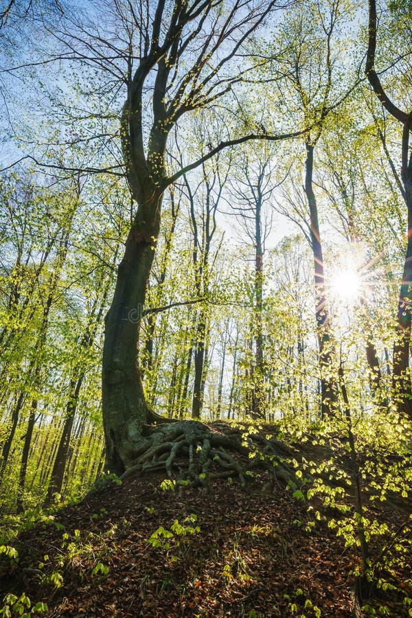Landscape with Sun Shining through Tree Branches Stock Photo - Image of ...