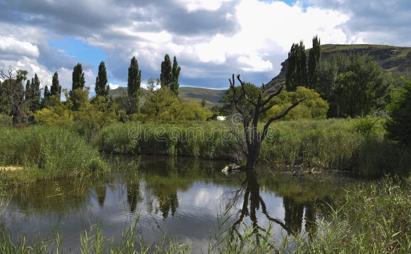 Landscape of Sunken Trees Near Clearens Stock Image - Image of ...