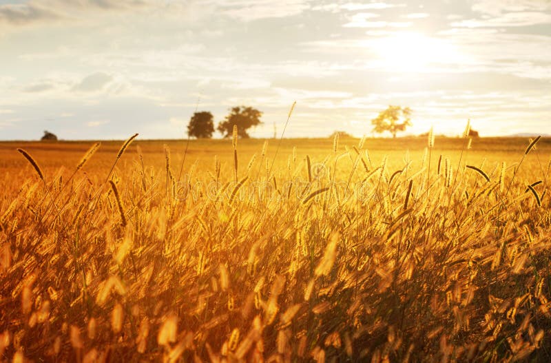 Landscape, Sunny Dawn in a Field and Meadow Stock Photo - Image of dawn ...