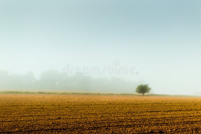 Landscape, Sunny Single Tree in Foggy Field Stock Photo - Image of ...