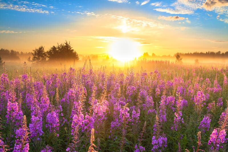 Landscape with the Sunrise and Blossoming Meadow Stock Image - Image of ...