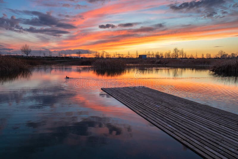 Landscape sunset duck stock photo. Image of park, outdoor - 149375606